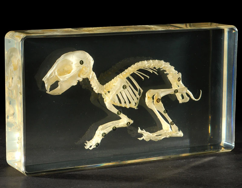 Rabbit Real Animal Skeleton Skulls In Resin Specimens - Buy Rabbit ...