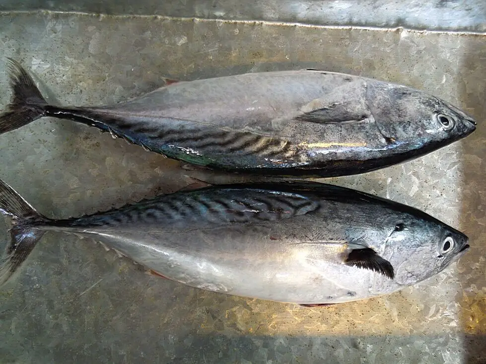 Frozen Sarda Bonite Poissons Ensemble Du Cycle Thon - Buy Haute Qualité ...