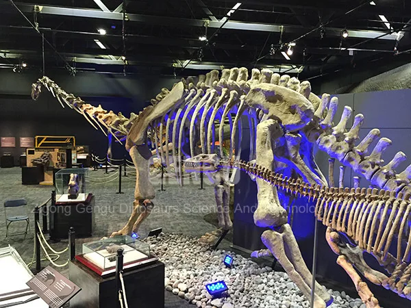 Shunosaurus Dinosaur Artificial Skeleton - Buy Artificial Skeleton ...