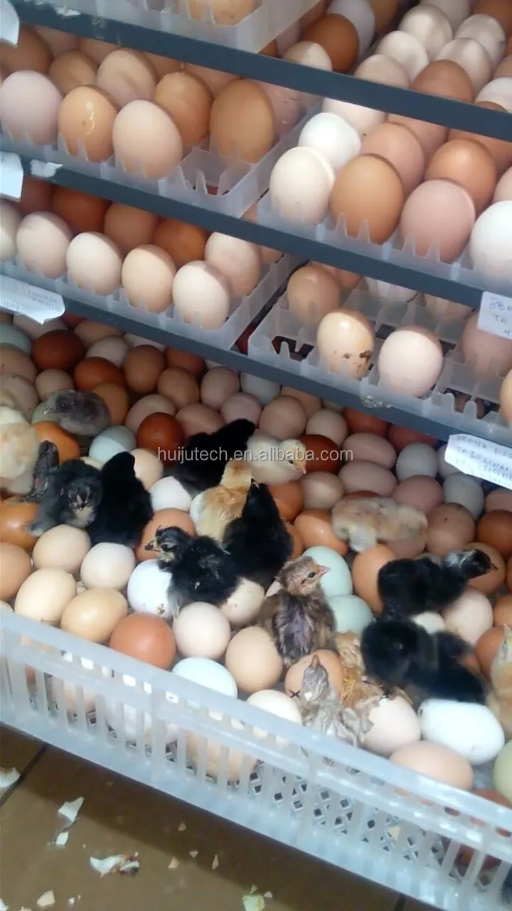 Full Automatic 500 Chicken Egg Incubator/poultry Incubator Hj-i5 - Buy ...