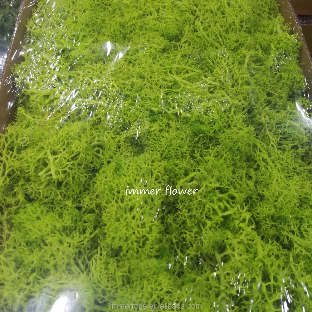 Widely Supply Green Moss Preserved Moss Make Moss Wall - Buy Moss ...