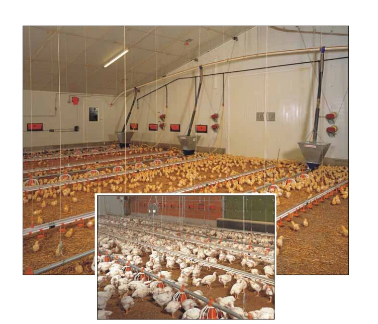 Automatic Chicken Feeding Pan System for Poultry Farms