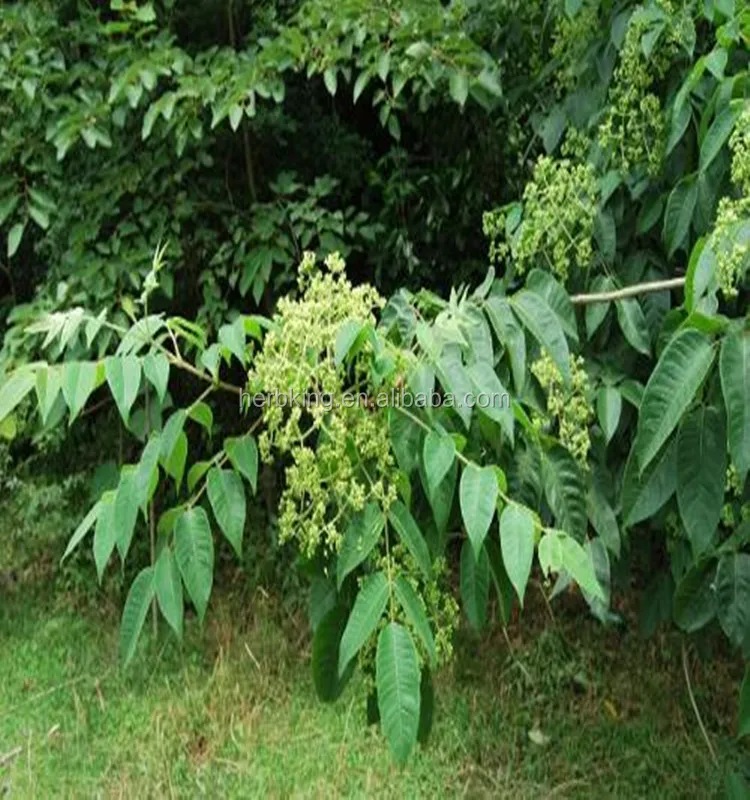 Evodiamine98% Medicinal Evodia Fruit P.e Fructus Evodiae Extract Powder ...