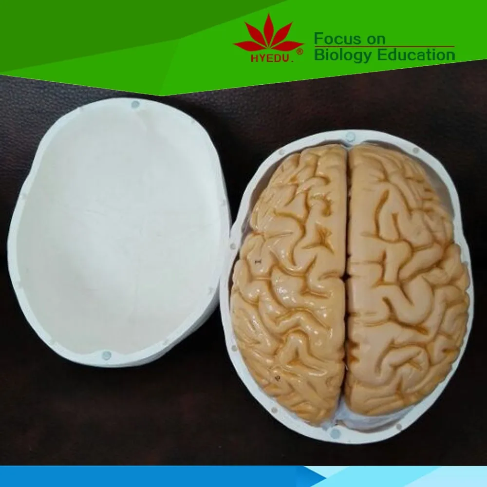 Calavera Humana De Enseñanza Médica,Modelo De Calavera De Tamaño Real ...