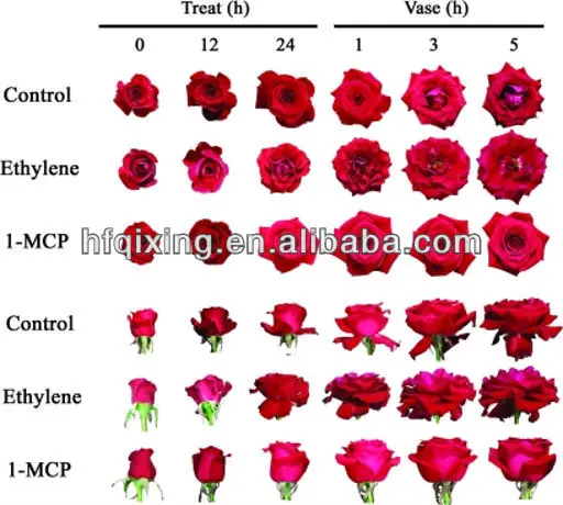 3100-04-7 1-mcp - Buy 1-mcp,1-methylcyclopropene,Ethylene Inhibitor Product on Alibaba.com