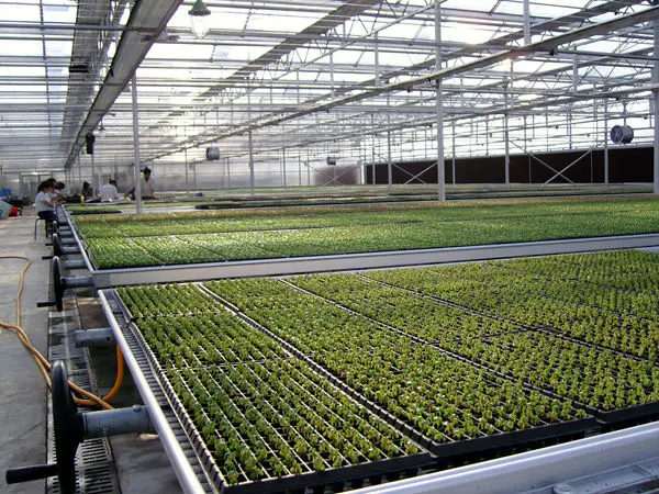 Greenhouse Seedling Nursery Bed - Buy Nursery Bed,Nursery Bench ...