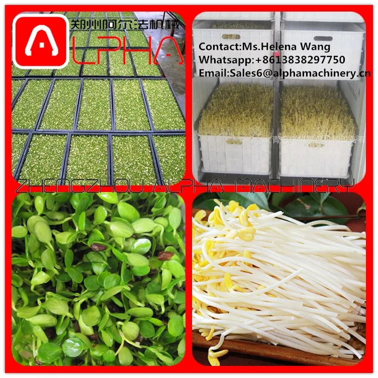 Automatic Mung Bean Sprout Machine/green Mung Bean Machine/soybean ...