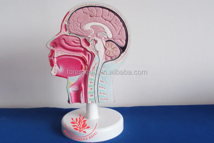Head Anatomical Model with Nerves & Blood Vessels - Educational 3D ...
