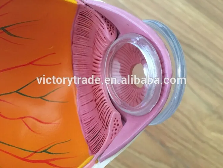 V-am020 Wholesale Best Price Giant Plastic Human Right Eye Anatomy ...