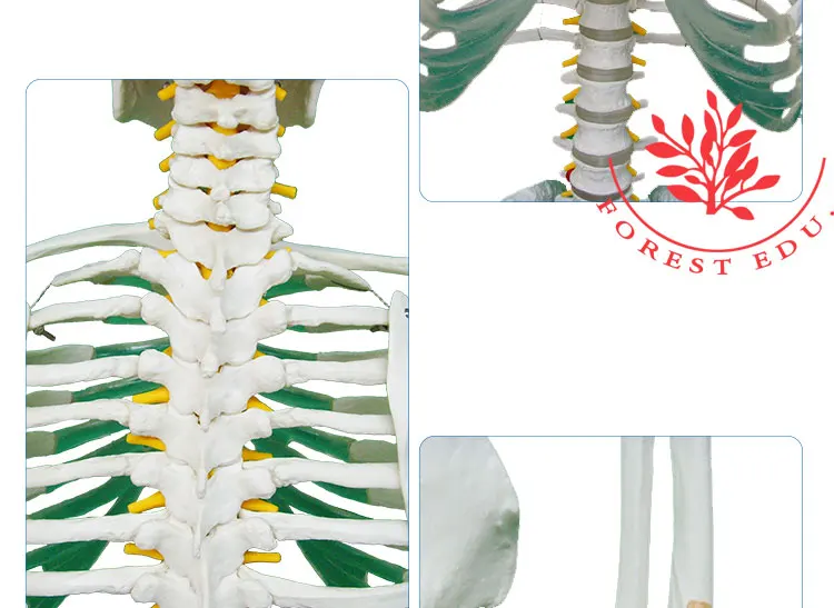 Ftr002b Life Size Medical Anatomical Skeleton Model 180cm Medical Human ...