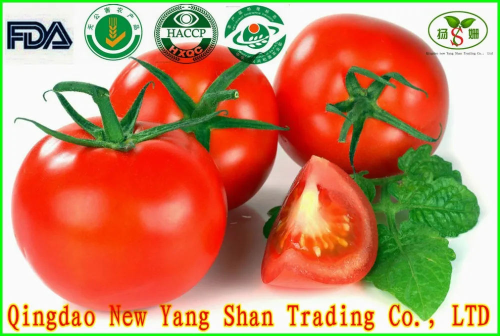 China Tomato - Buy Tomatoes In China,Fresh Tomato,Farm Fresh Tomatoes ...
