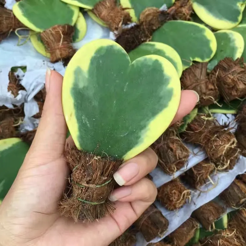 Gree And Golden Hoya Kerri - Buy Golden Hoya Kerri,Golden Hoya Kerri ...