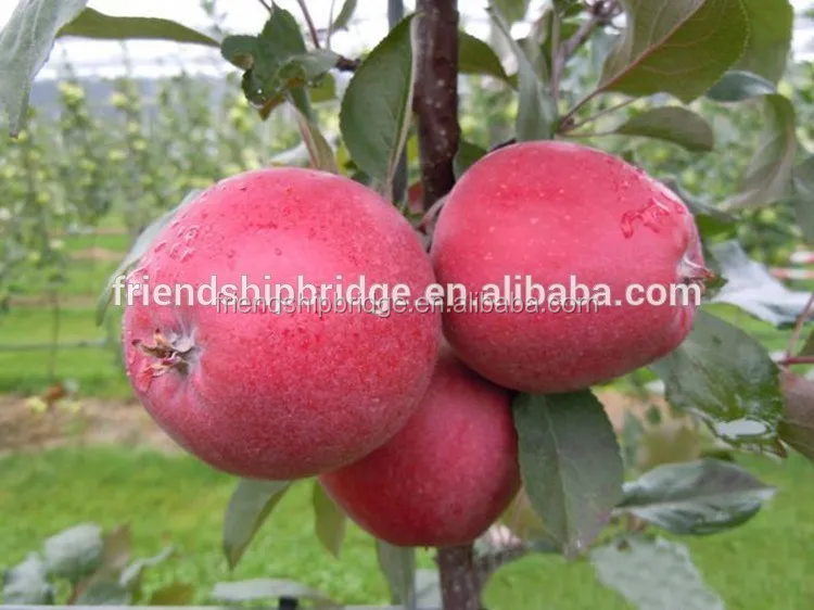 Red Love Apple Seedling(red Flesh) - Buy Red Love Apple Seedling,Red ...