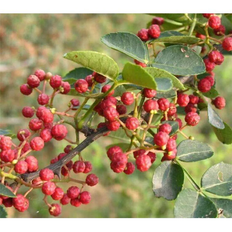 Natural Seasoning Sichuan Green Peppercorn Qing Hua Jiao For Sale - Buy ...