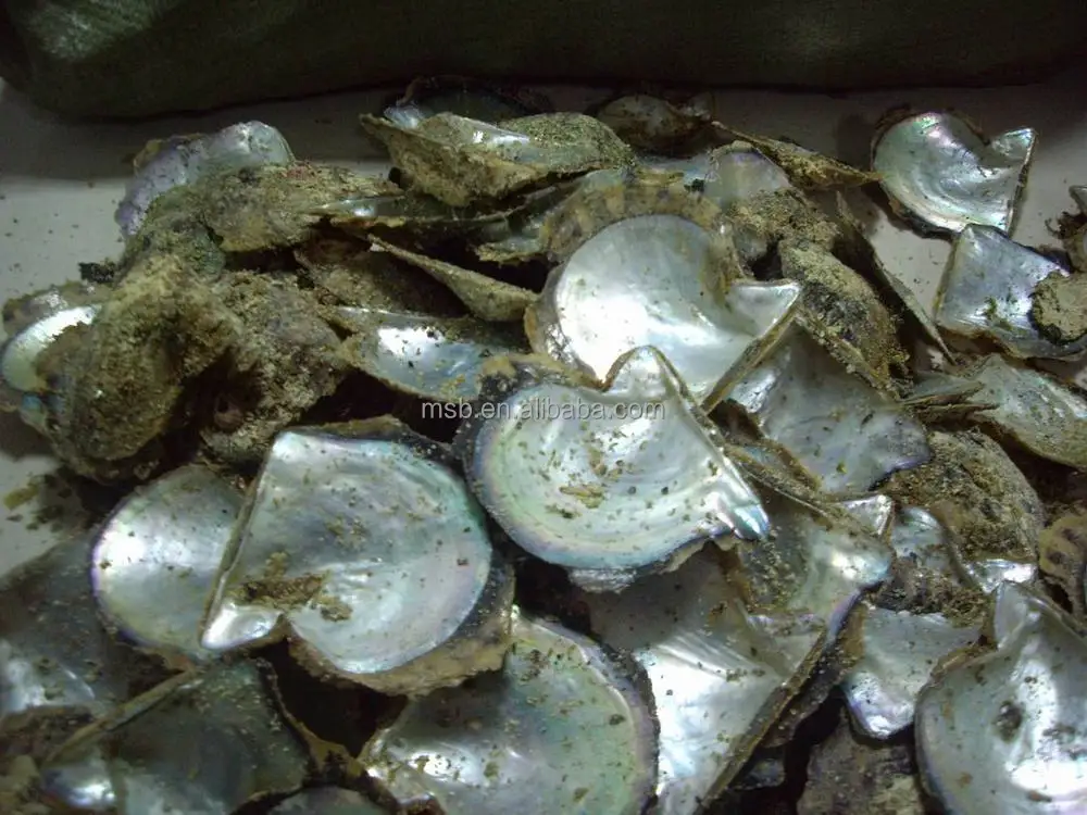 Raw Japanese Akoya Pinctada Shell - Mother of Pearl Sea Shells