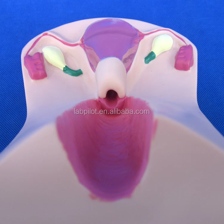 Iud Insertion Trainer Uterus Female Intrauterine Device Simulator Model ...