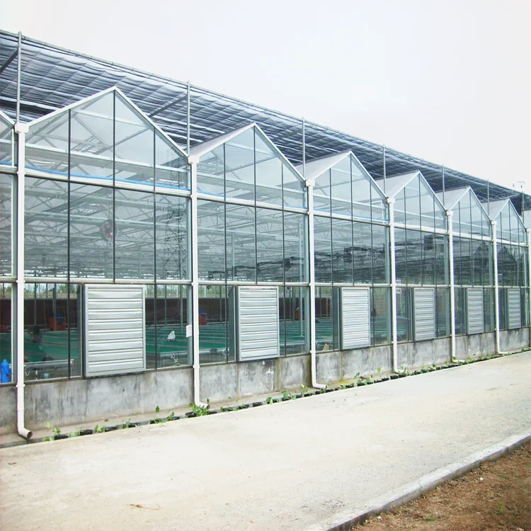 Galvanized Steel Frame Greenhouse for Cucumber & Tomato
