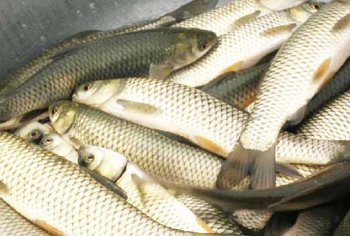 Industrial Fish Mince Forming Machine - Efficient & Durable