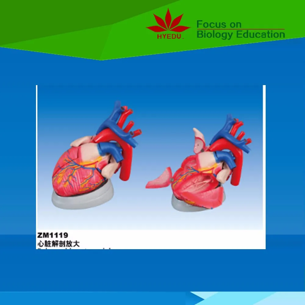 Heart Teaching Anatomical Model for Medical School Use| Alibaba.com