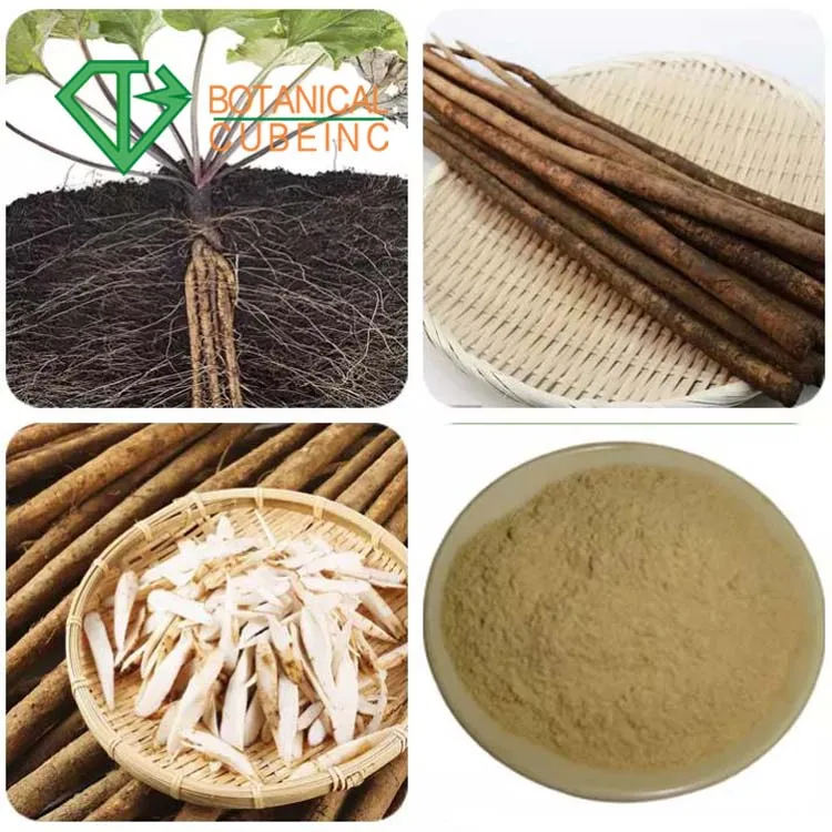 Supply Natural Great Fresh Burdock Root Arctium Lappa Extract/burdock ...