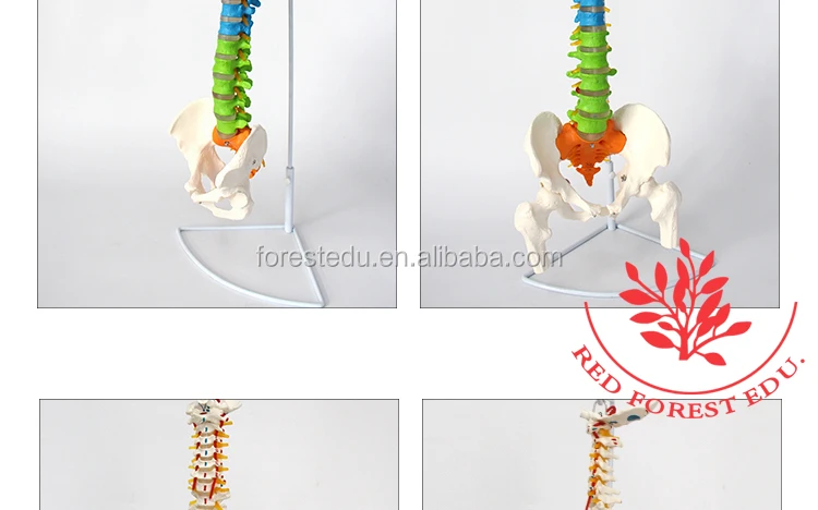 Human Skeleton Model - Flexible 3d Spine Anatomy For Education & Oem