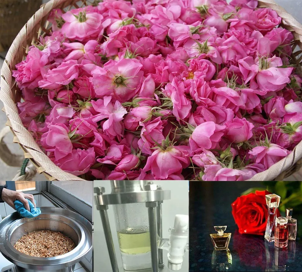 Citronella Essential Oil Extraction Machine Steam Distillation ...