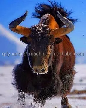 A186 Automatic Russian Sheep Wool Hackle Machine Cashmere Carding ...