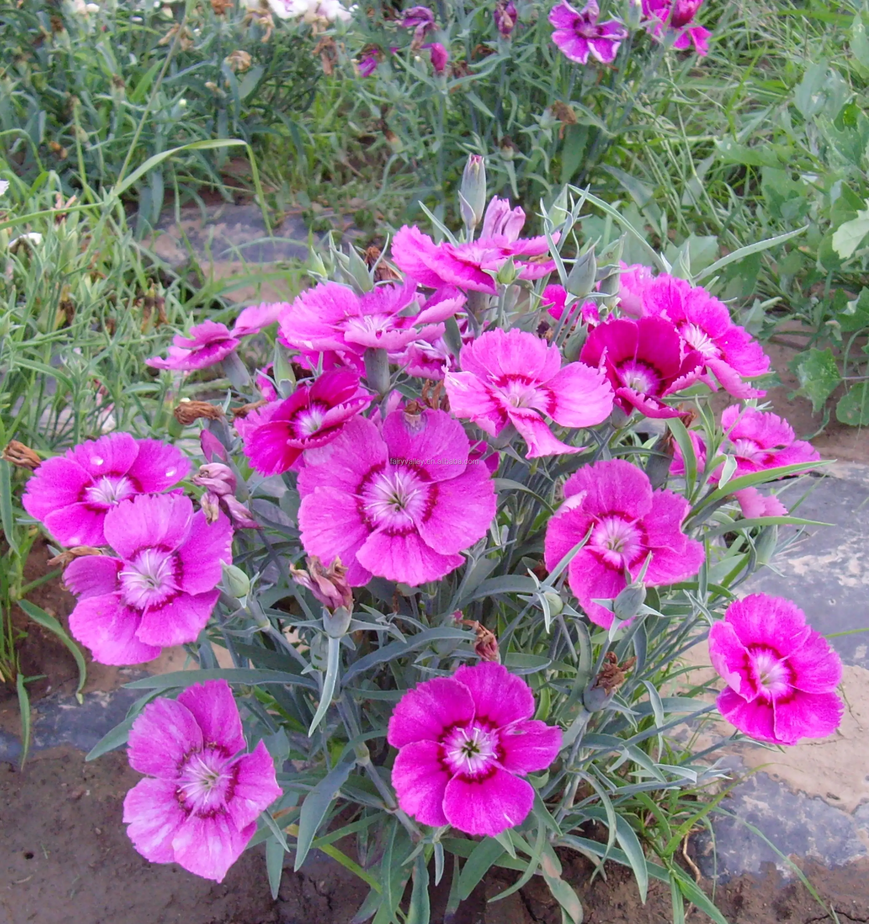 Hybrid f1 Dianthus chinensis seeds for growing, View Dianthus chinensis ...