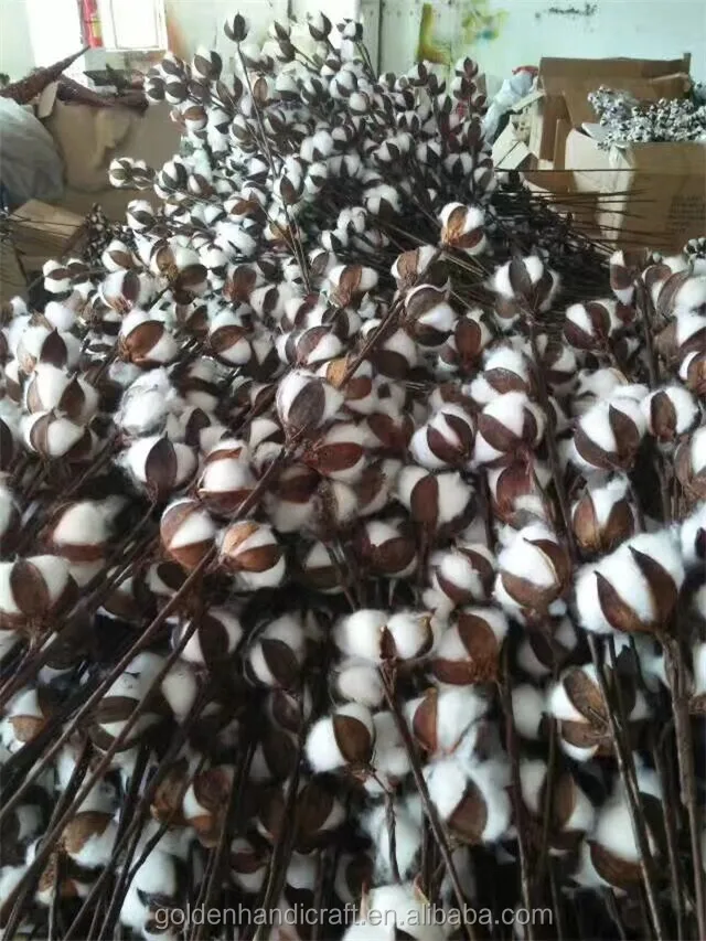 Wholesale Dried Cotton Stems - Natural Indoor Decor