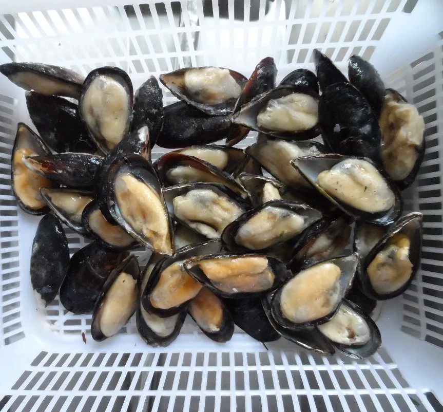 Frozen Blue Mussel Meat Half Shell/iqf/mytilus Edulis - Buy Frozen Top ...