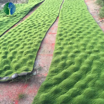 China Großhandel Künstliche Moos Teppich Für Dekor Boden Dekoration Im ...