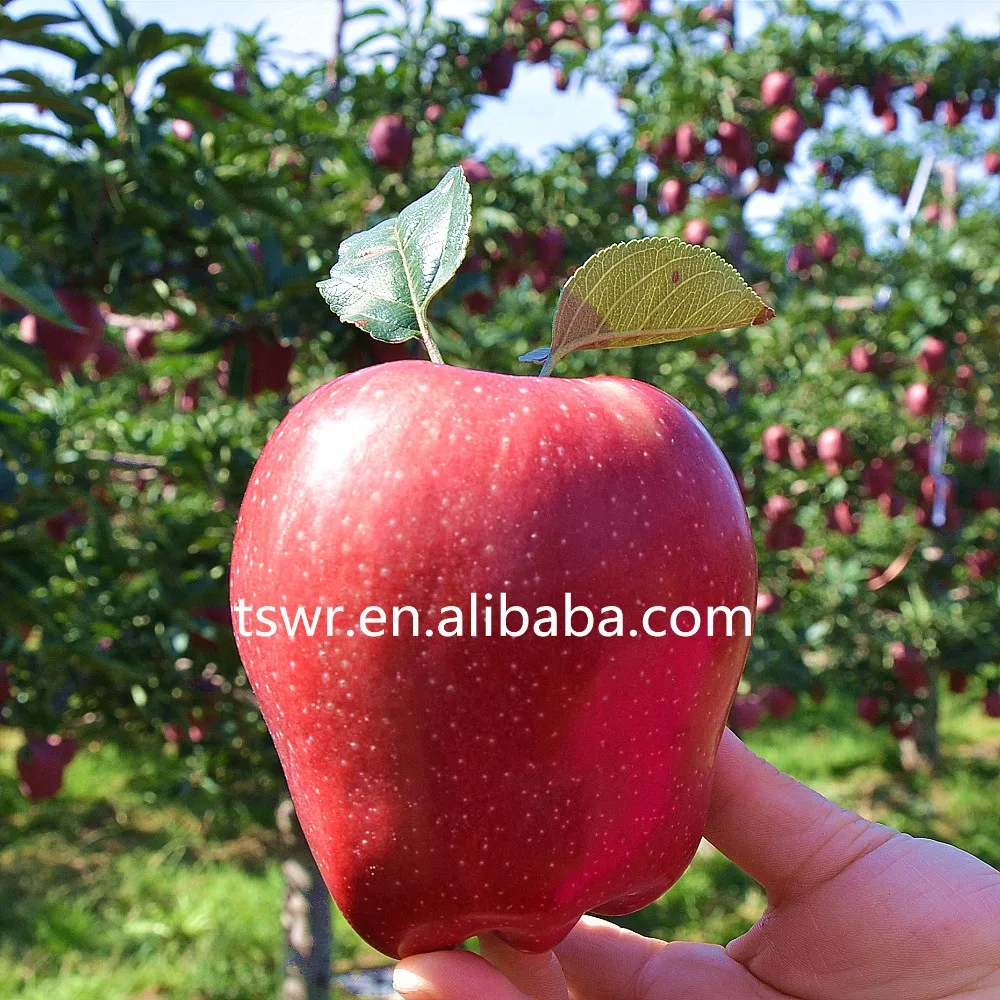 Common Crispy And Sweety Huaniu Apple Red Apple, High Quality Common ...