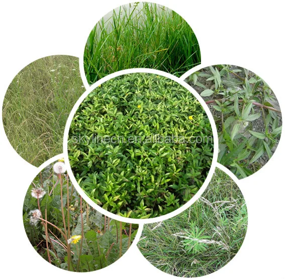 Bentazone 48% Sl Selective Contact Herbicide - Buy Bentazone Sl ...