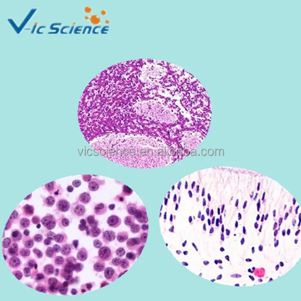 Microscope Prepared Slides Human Dental Medical Oral Histology Tooth ...