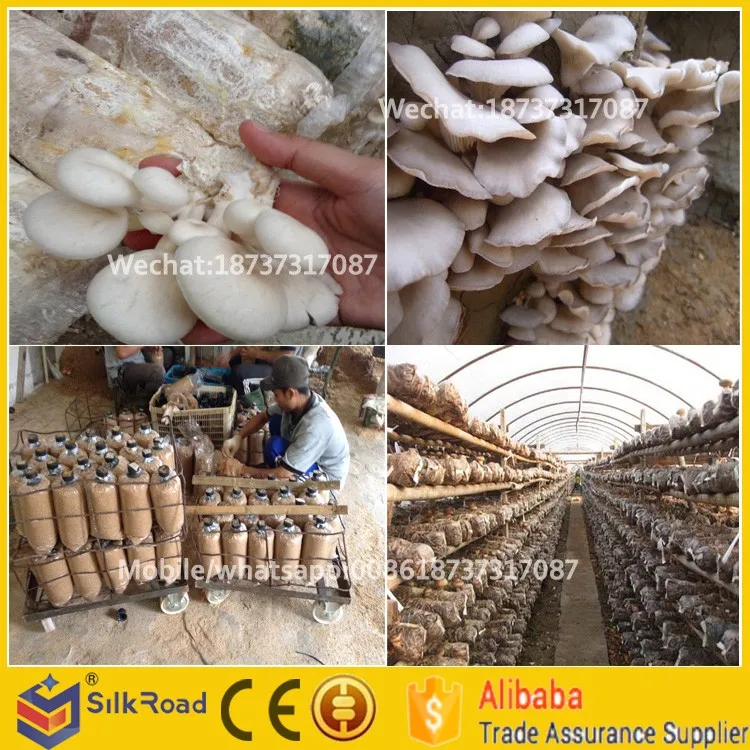New Design Mushroom Substrate Cultivation Bagging Machine For Mushroom ...