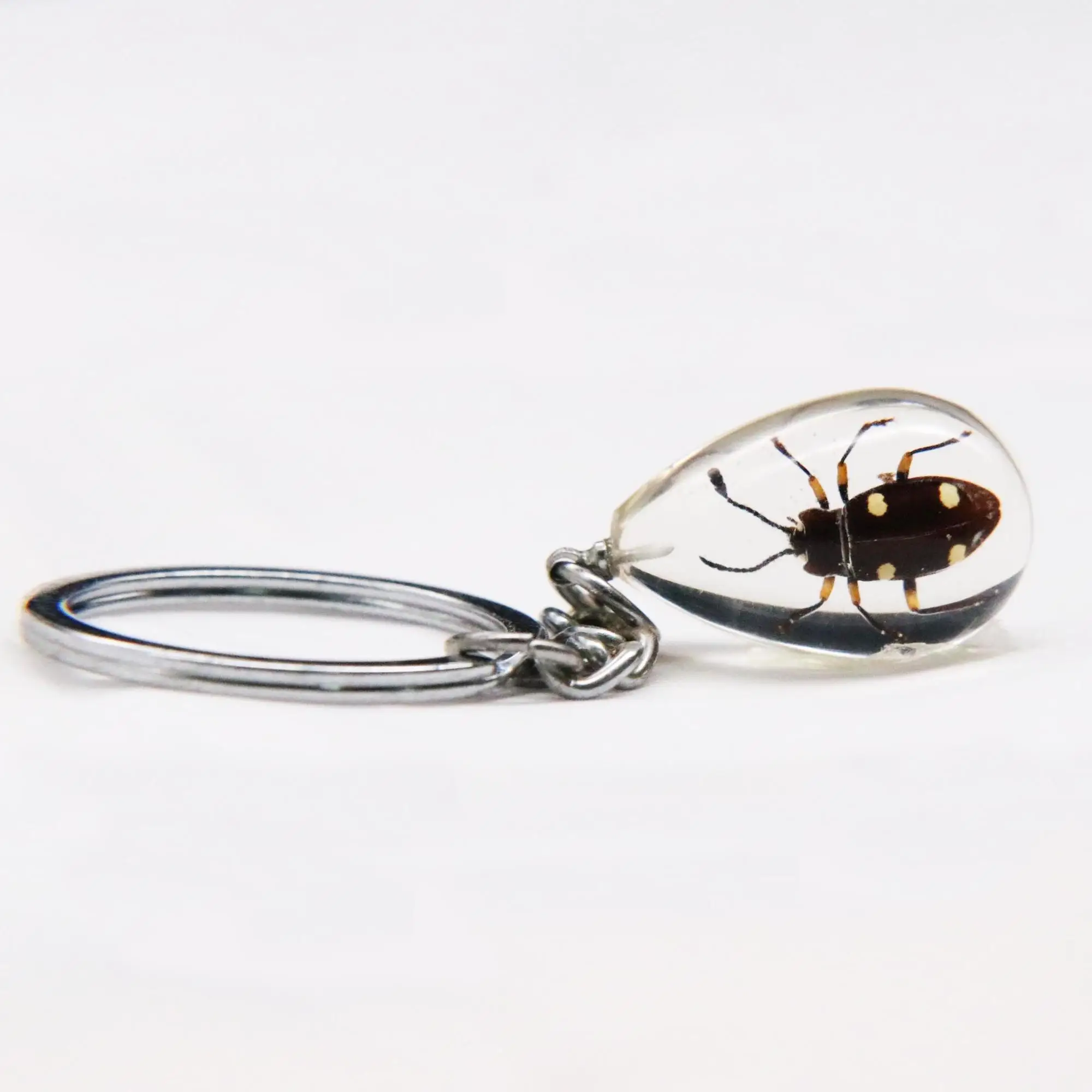 Acrylic Key Chain Real Insect Inside Epoxy Resin Key Ring Amber Key ...