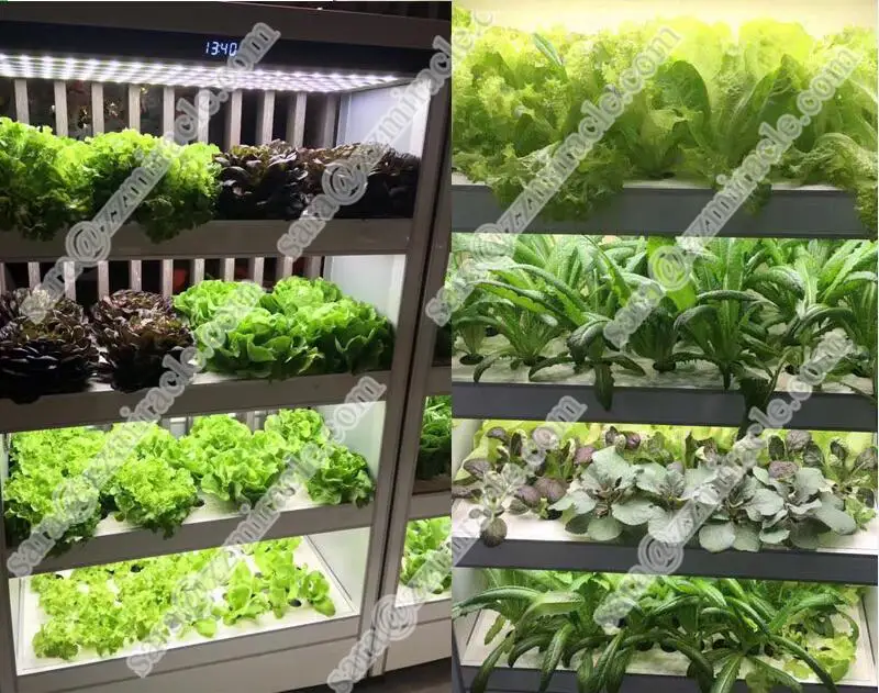 Hydroponics in Shipping Containers - Efficient Veggie Growth