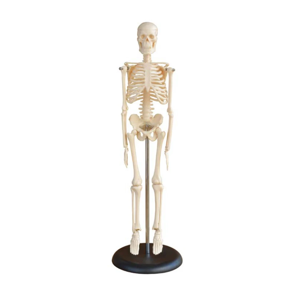 Medical Science Educational Anatomy Model Artificial Pvc Plastic 200 ...