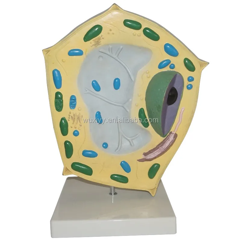 Enlarged Plant Cell Model for Biology Teaching - High Quality PVC
