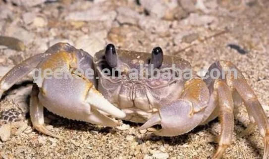 Food Grade Chitosan Dca 90-95 King Crab Extract,Crab/shrimp Shell ...