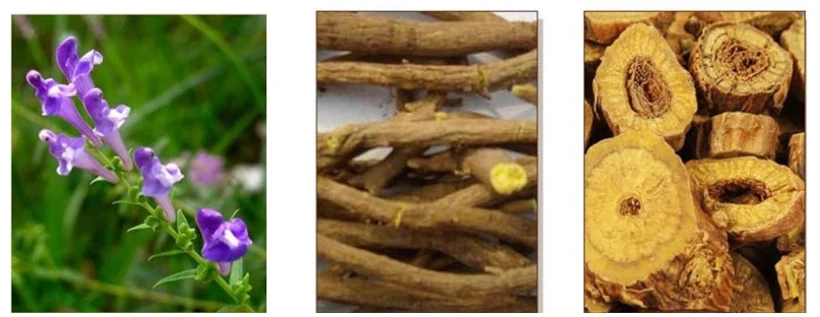 High Quality Chinese Baikal Skullcap Root Skullcap Herbs Tea