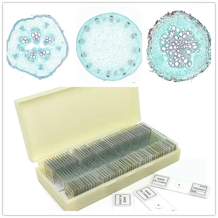 Various Level Students Study Plant Stem Cell Prepared Microscope Slides ...