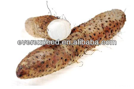 Fresh Chinese Yam - Buy Chinese Yam Product on Alibaba.com