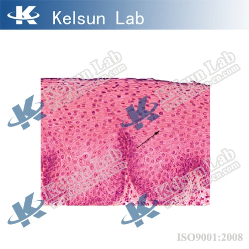 Ks-12 Epithelium Cells Of Cavitas Oris Of Human W.m. - Buy Prepared ...