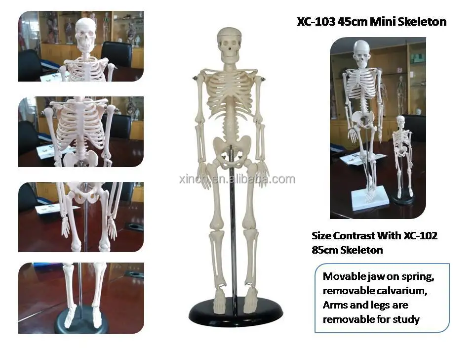 Small Skeleton Toy For Medical Subject And Medical Science - Buy Small ...