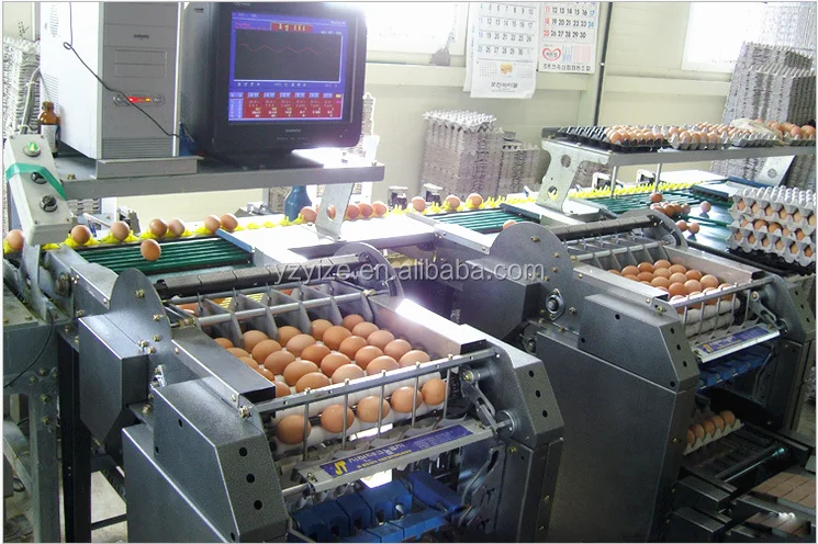 Egg Size Sorting Machine - Efficient Grading Solutions