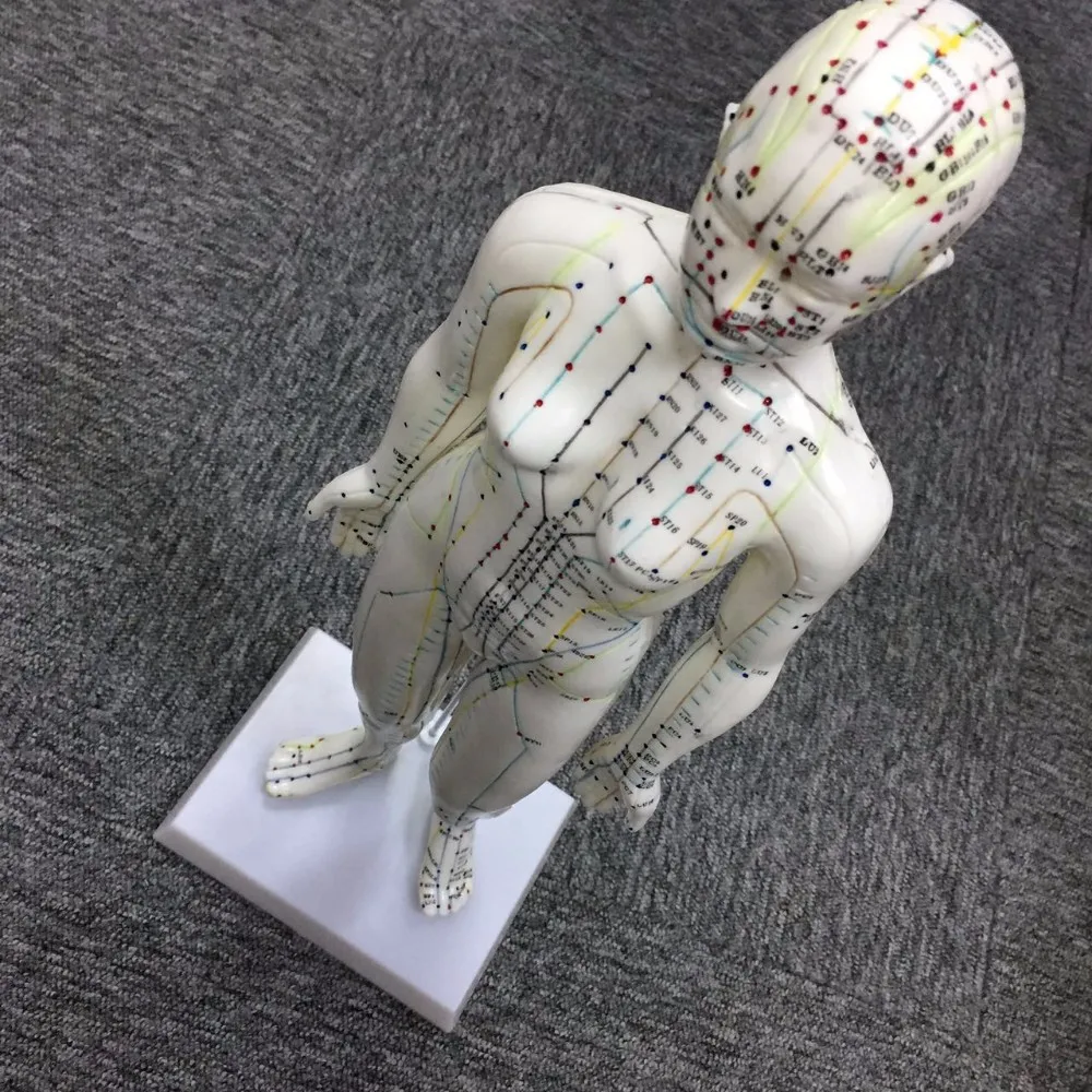 Chinese Acupuncture Model - Female Body for Meridian Points