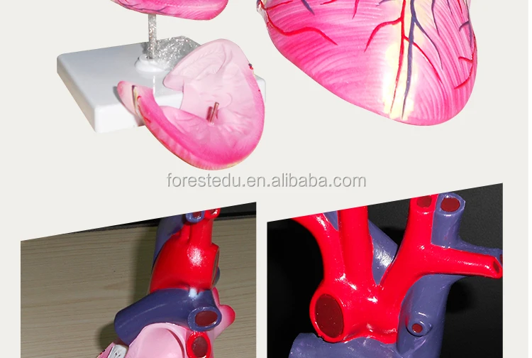 Plastic Heart Model - Anatomy Teaching Tool for Medical Science