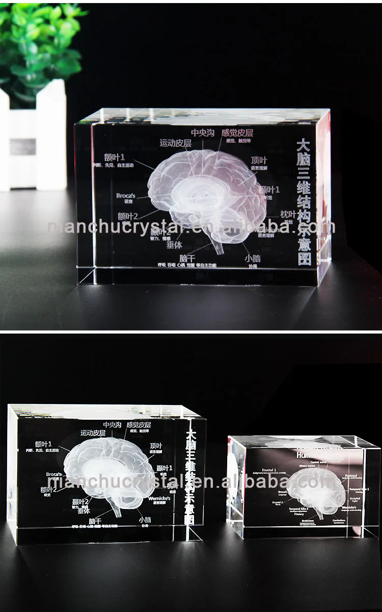 Brain Model Design Engraving Glass Block 3d Laser Crystal For Hospital ...