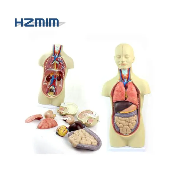 Human Half Body Manikin with Internal Organs for CPR Training ...